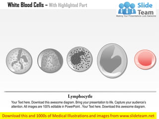 White blood cells medical images for power point | PPT