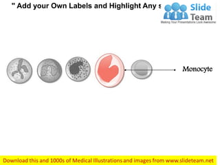 White blood cells medical images for power point | PPT