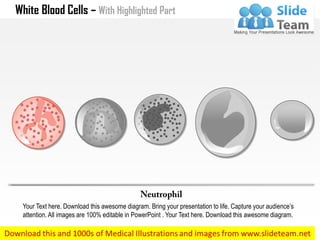 White Blood Cells Slide Labeled