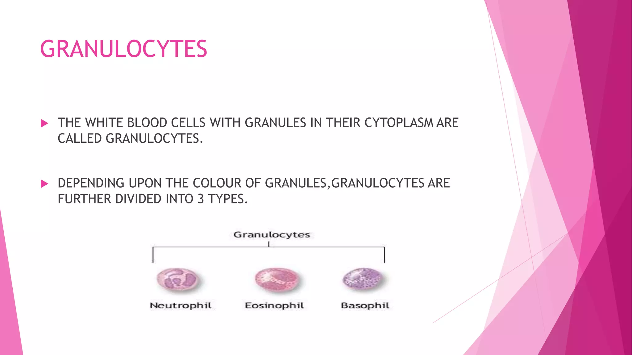 White blood cells [wbc] | PPTX | Blood Disorders | Diseases and Conditions