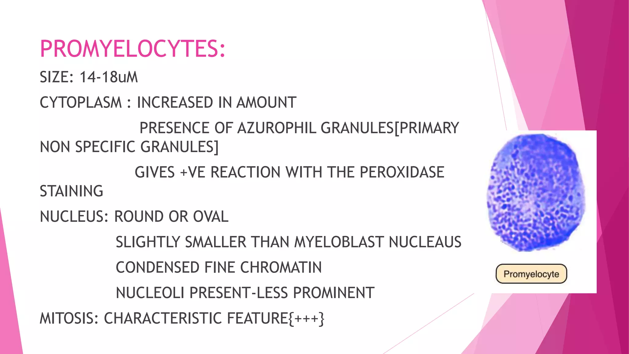 White blood cells [wbc] | PPTX | Blood Disorders | Diseases and Conditions