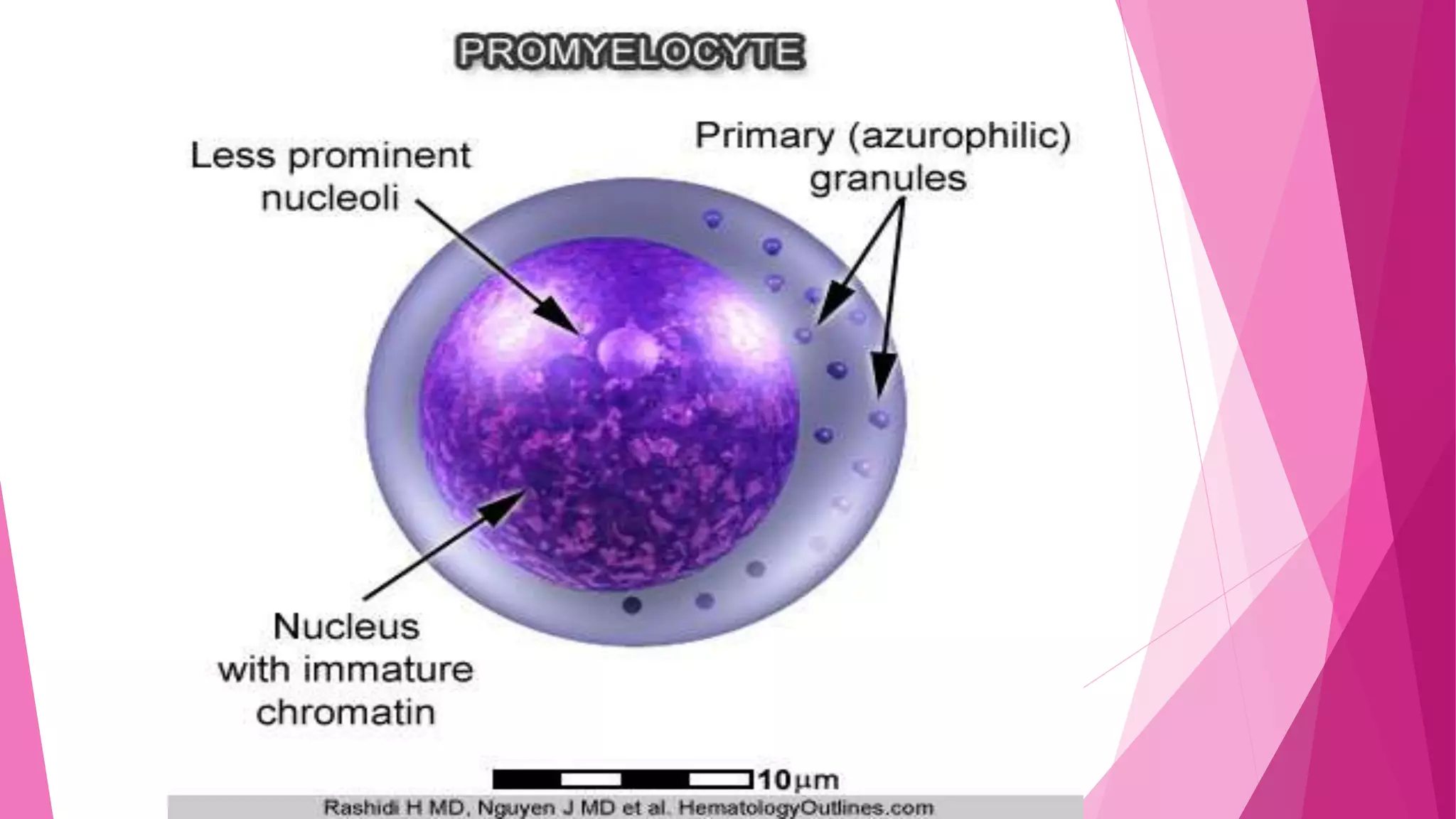 White blood cells [wbc] | PPTX | Blood Disorders | Diseases and Conditions