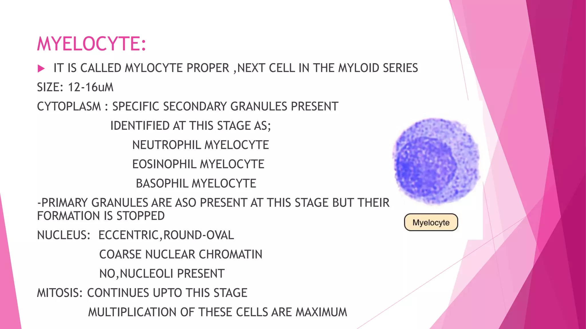 White blood cells [wbc] | PPTX | Blood Disorders | Diseases and Conditions
