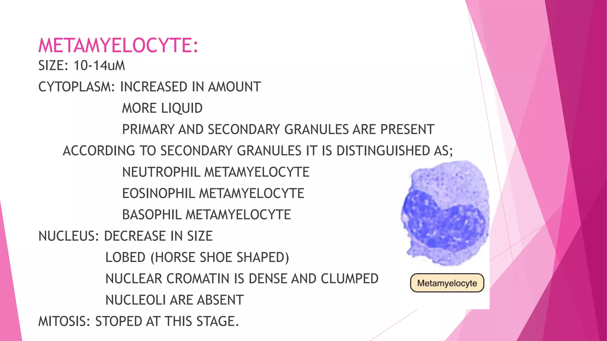 White blood cells [wbc] | PPTX | Blood Disorders | Diseases and Conditions