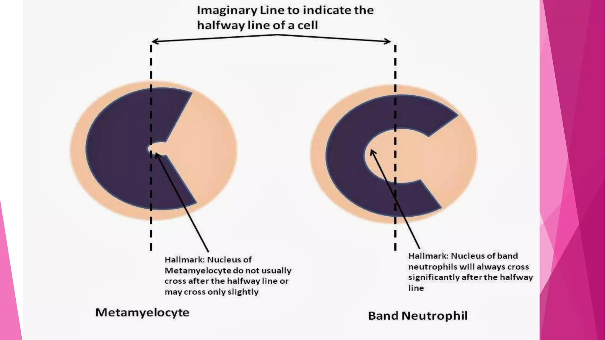 White blood cells [wbc] | PPTX