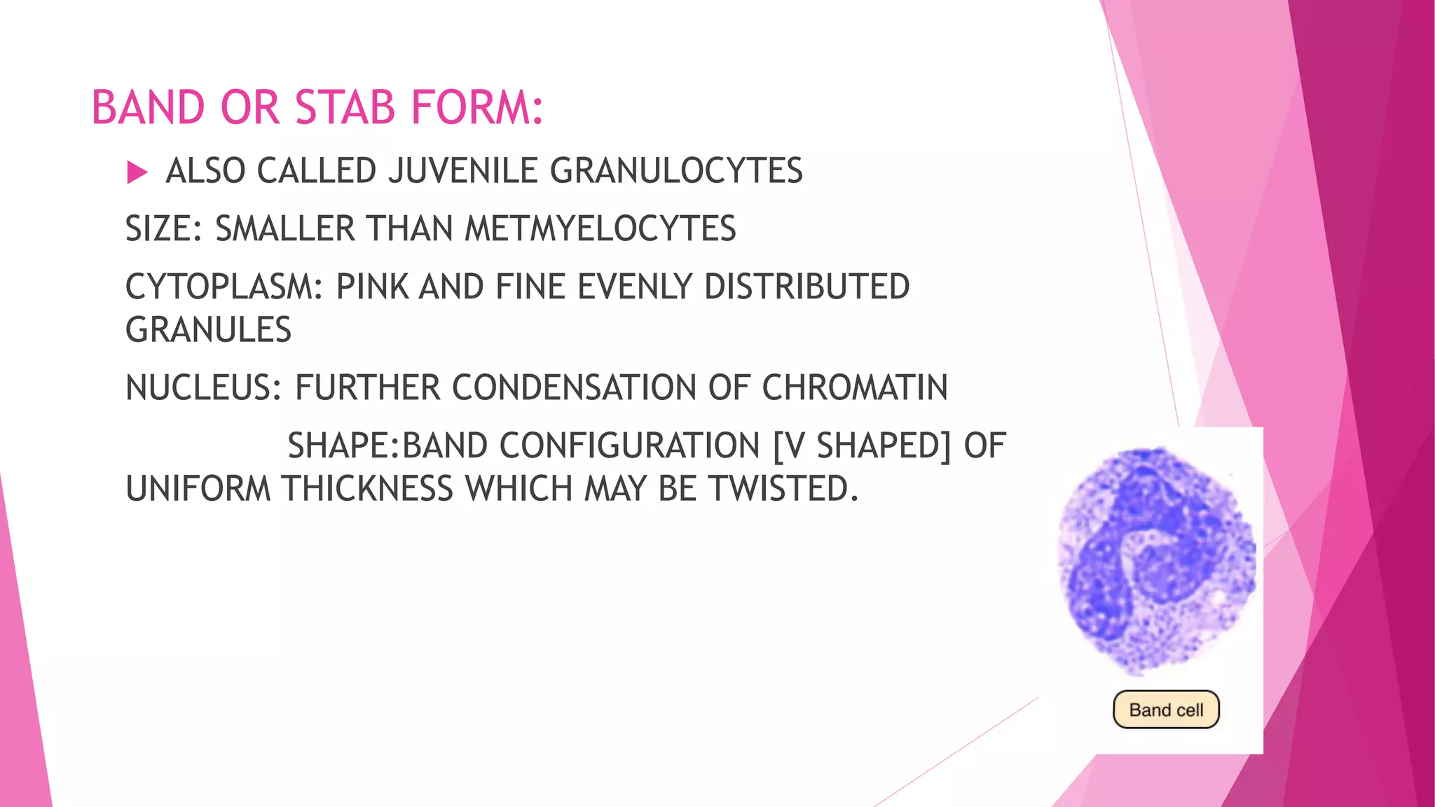 White blood cells [wbc] | PPTX