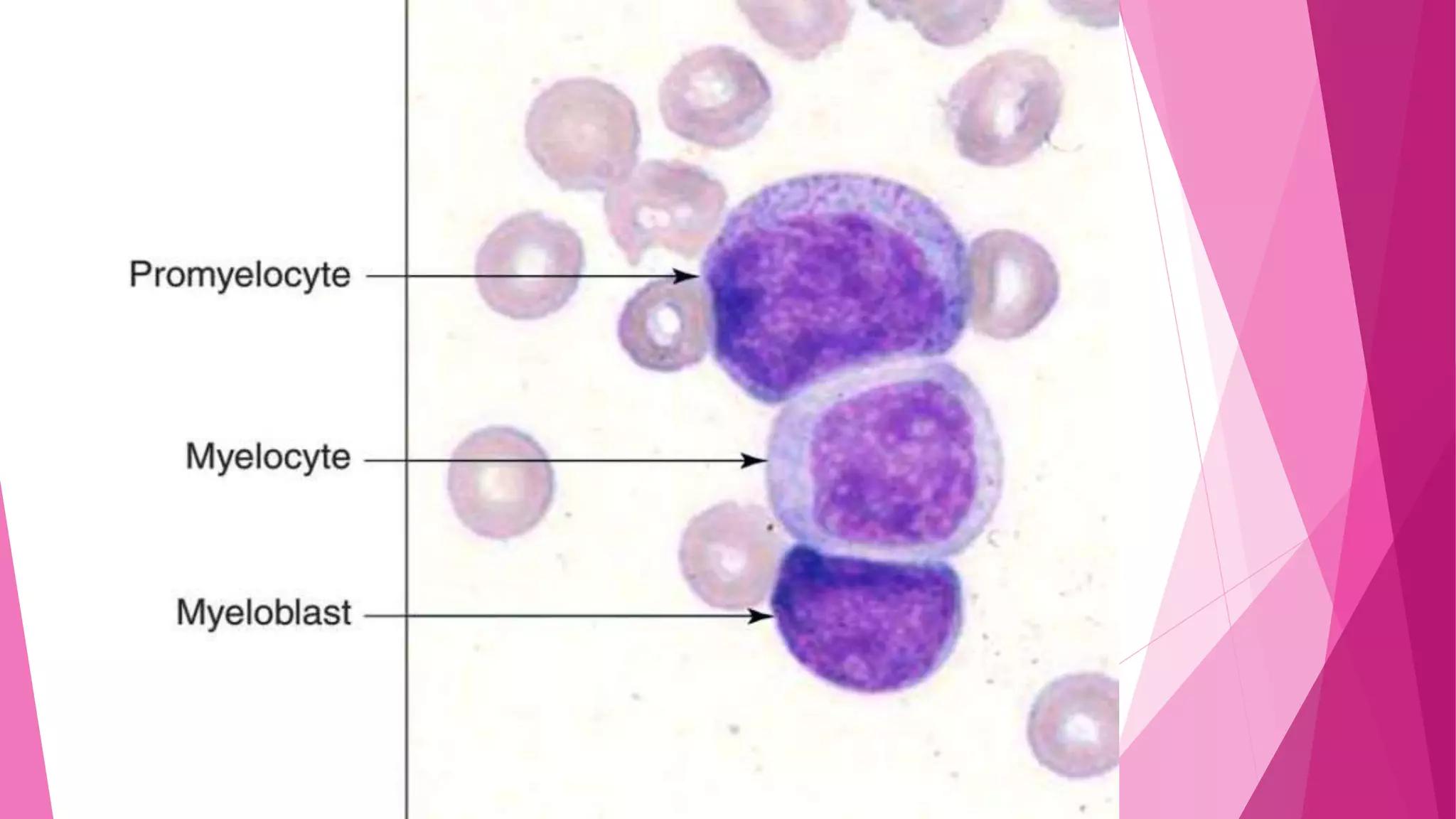 White blood cells [wbc] | PPTX | Blood Disorders | Diseases and Conditions