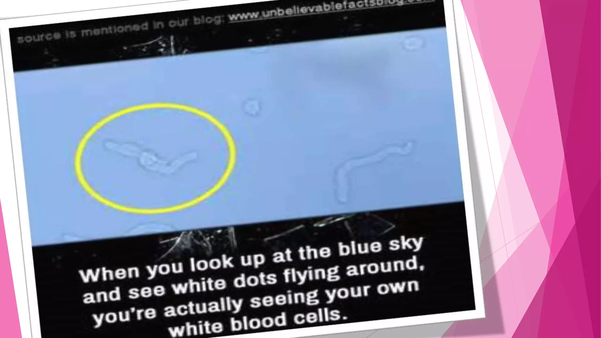 White blood cells [wbc] | PPTX | Blood Disorders | Diseases and Conditions