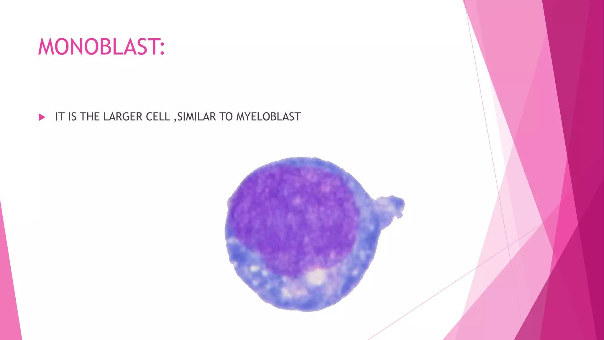 White blood cells [wbc] | PPTX | Blood Disorders | Diseases and Conditions