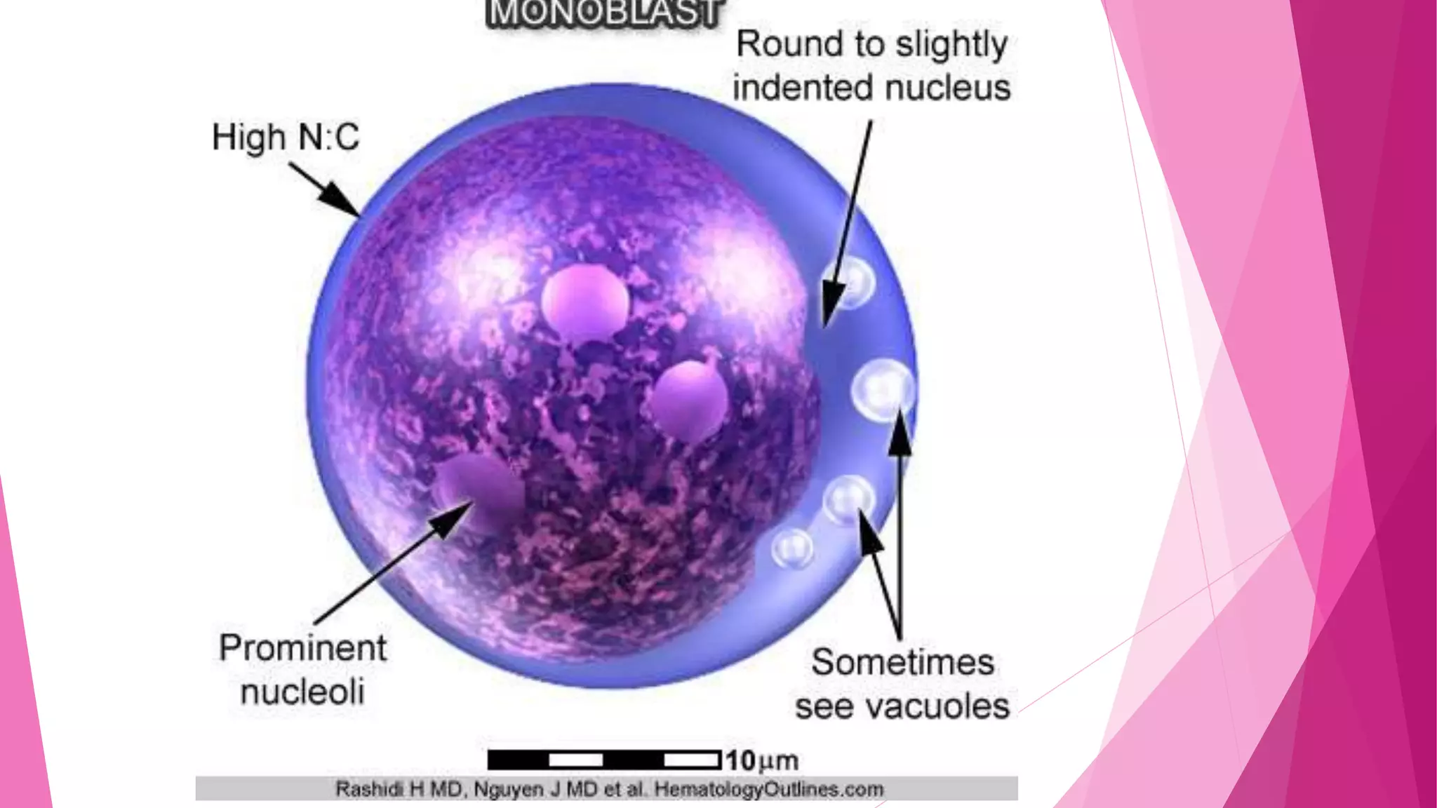 White blood cells [wbc] | PPTX