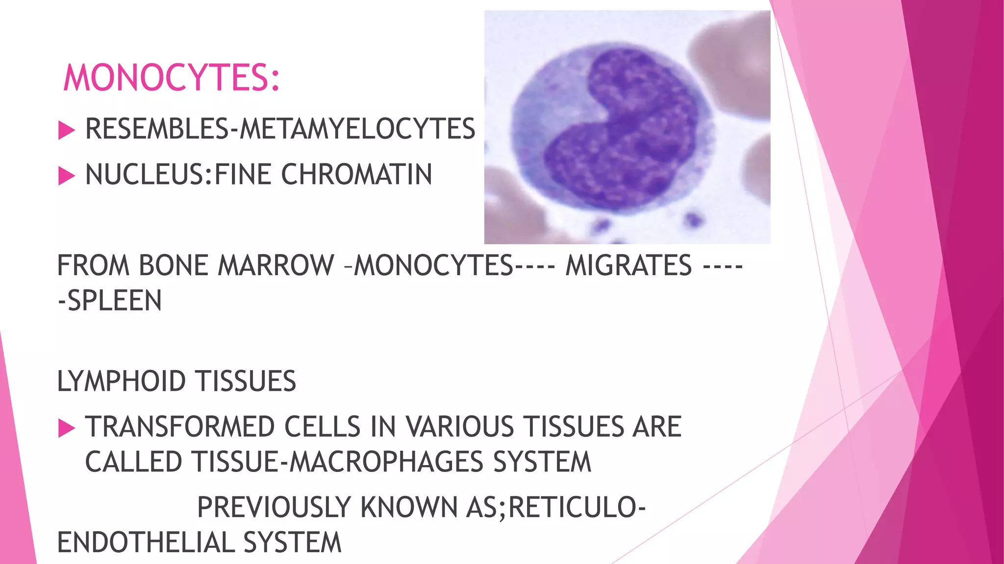 White blood cells [wbc] | PPTX | Blood Disorders | Diseases and Conditions