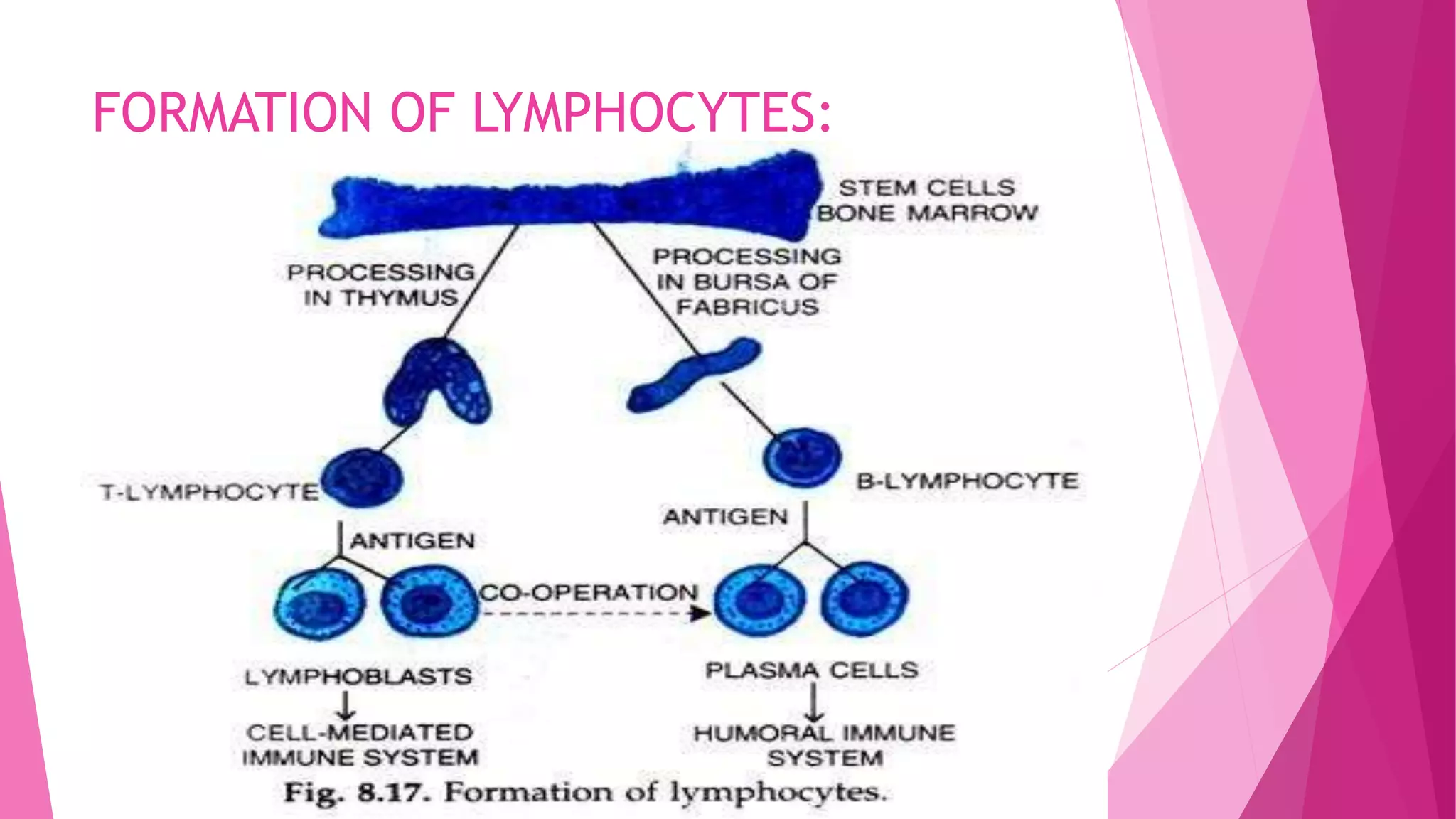 White blood cells [wbc] | PPTX