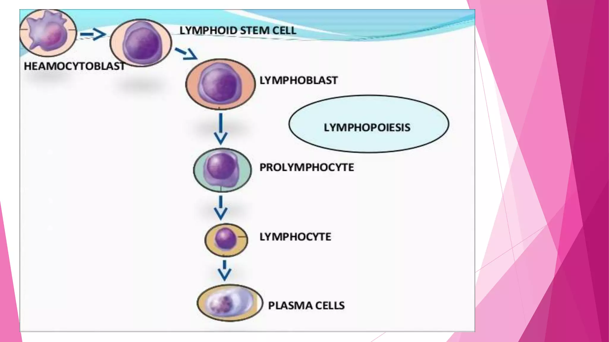 White blood cells [wbc] | PPTX | Blood Disorders | Diseases and Conditions