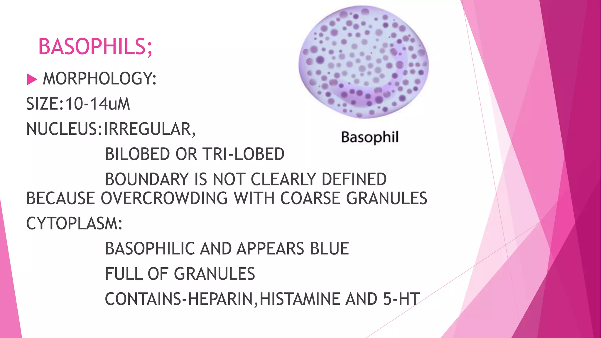 White blood cells [wbc] | PPTX