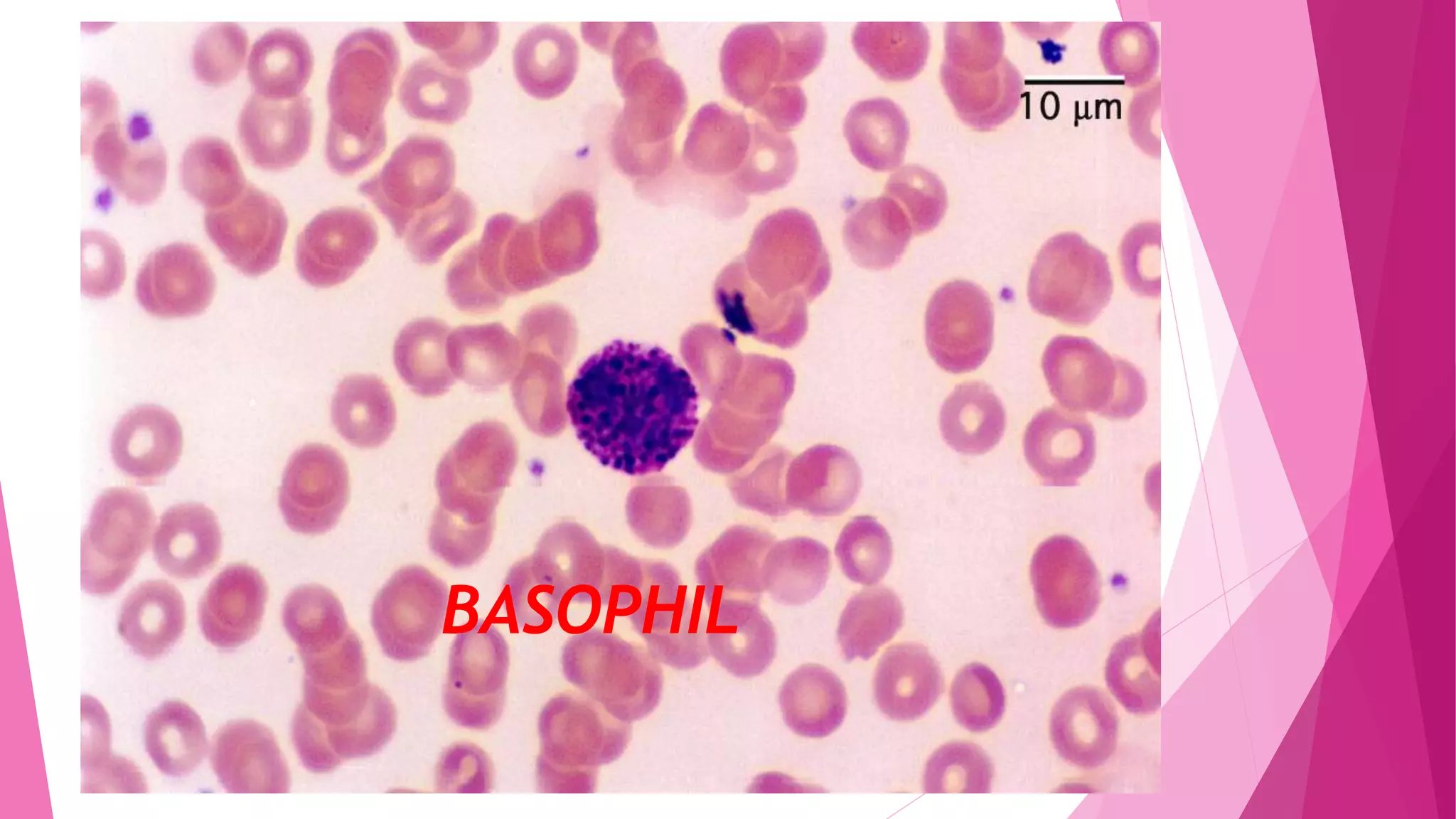 White blood cells [wbc] | PPTX