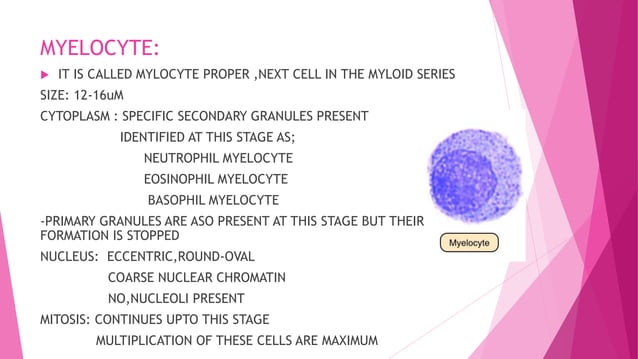 White blood cells [wbc] | PPTX | Blood Disorders | Diseases and Conditions