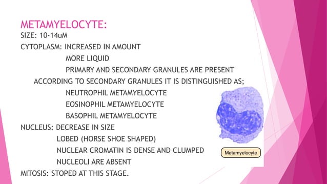 White blood cells [wbc] | PPTX | Blood Disorders | Diseases and Conditions