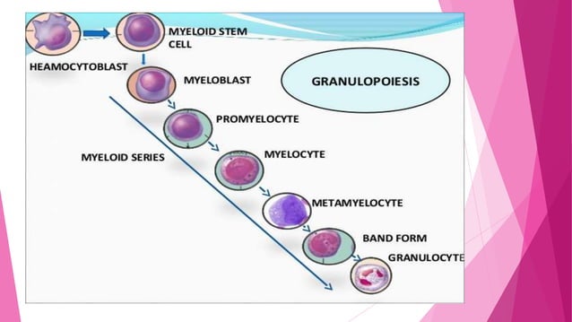 White blood cells [wbc] | PPTX | Blood Disorders | Diseases and Conditions