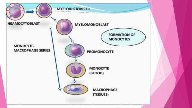 White blood cells [wbc] | PPTX | Blood Disorders | Diseases and Conditions
