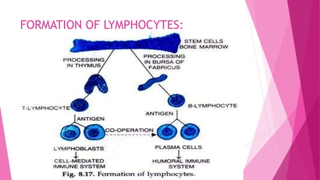 White blood cells [wbc] | PPTX | Blood Disorders | Diseases and Conditions
