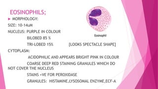 White blood cells [wbc] | PPTX