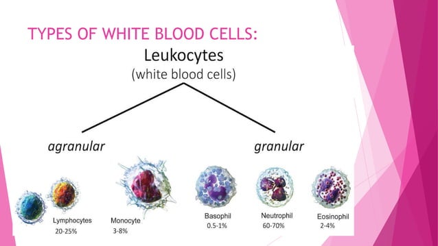 White blood cells [wbc] | PPTX | Blood Disorders | Diseases and Conditions
