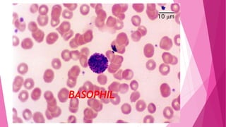 White blood cells [wbc] | PPTX