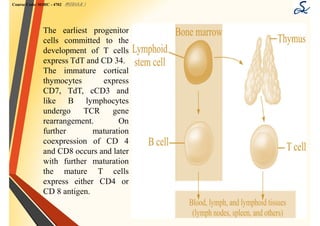 White Blood Cell | PDF