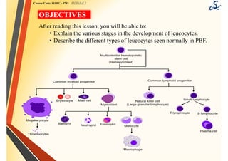 White Blood Cell | PPT