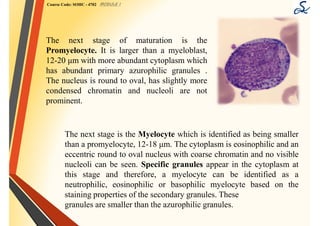 White Blood Cell | PPT