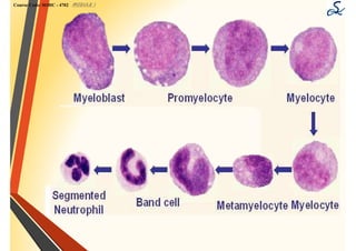 White Blood Cell | PPT