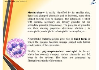 White Blood Cell | PDF