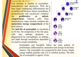 White Blood Cell | PDF