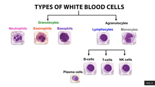 white blood cell disorders benign and malignant.pptx