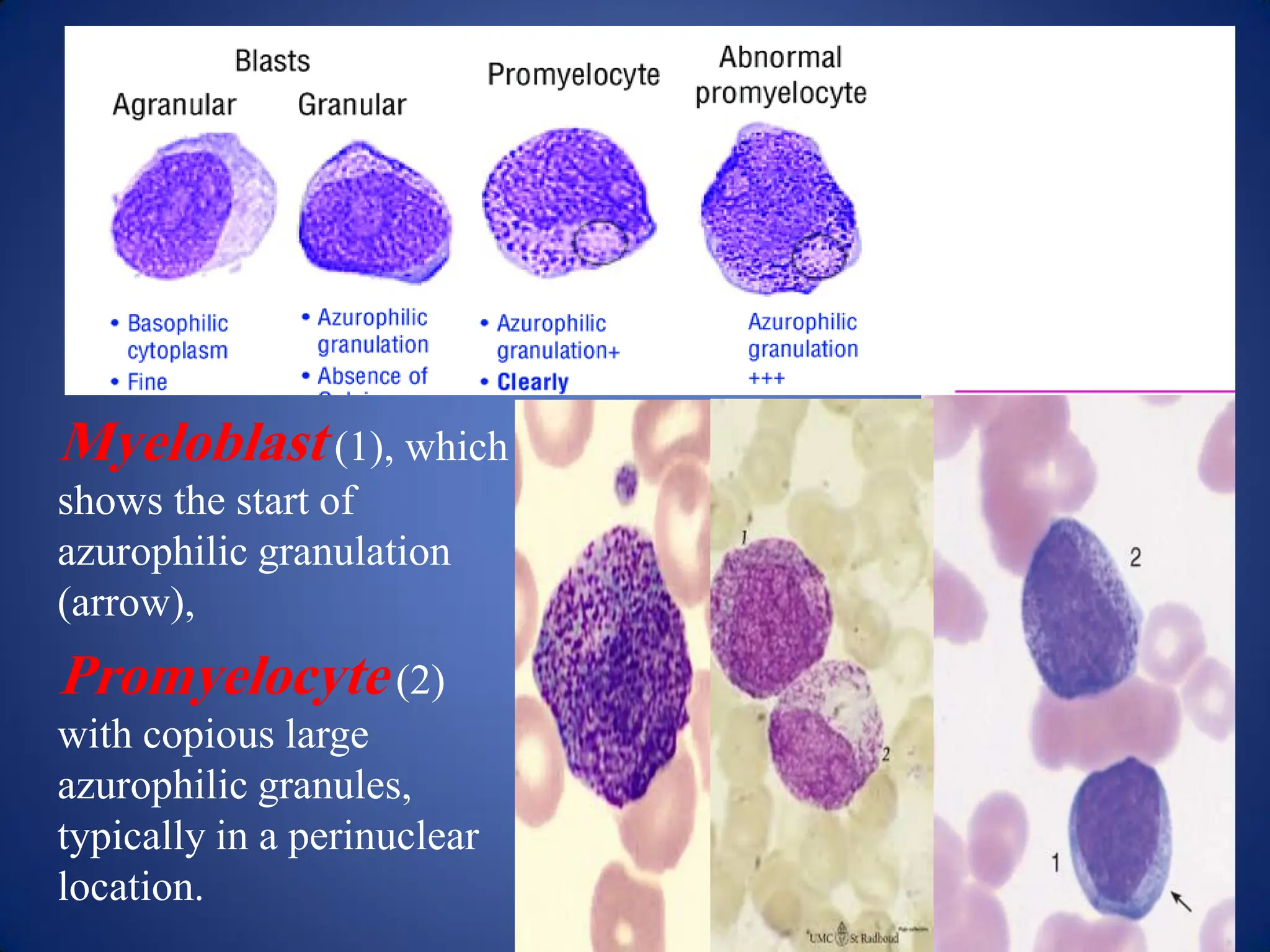 White Cell Precursors.pdf