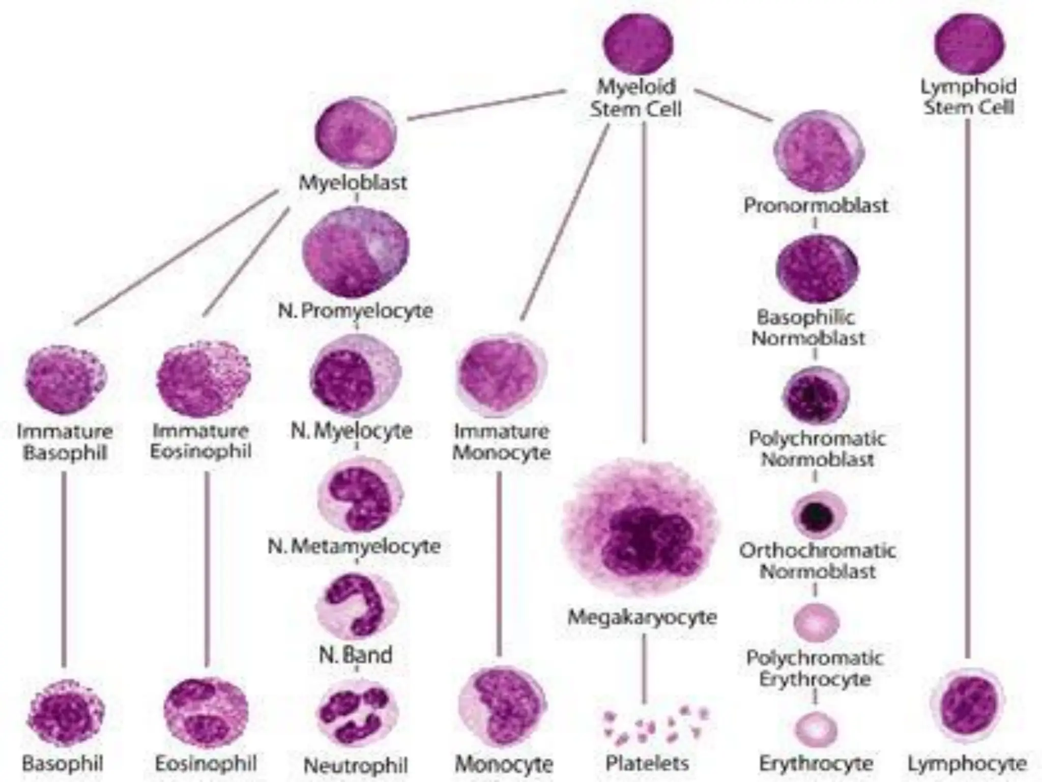 White Cell Precursors.pdf