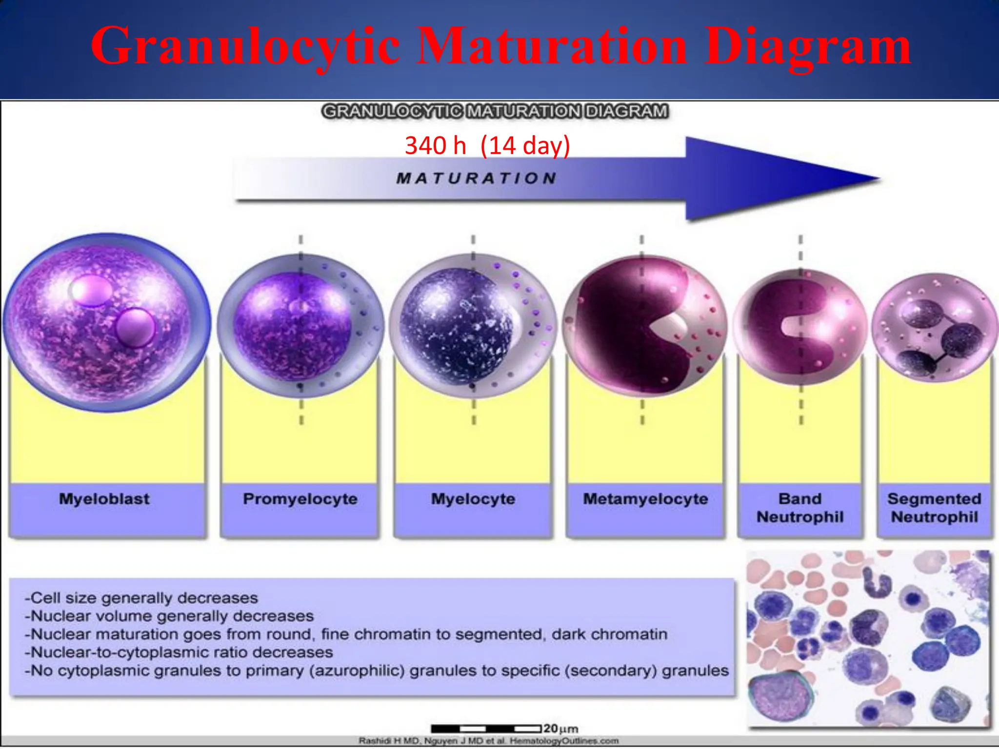 White Cell Precursors.pdf