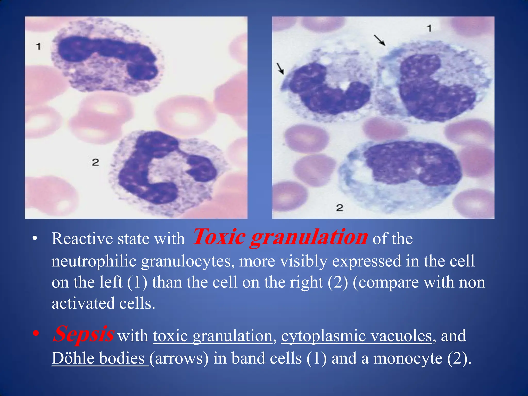White Cell Precursors.pdf