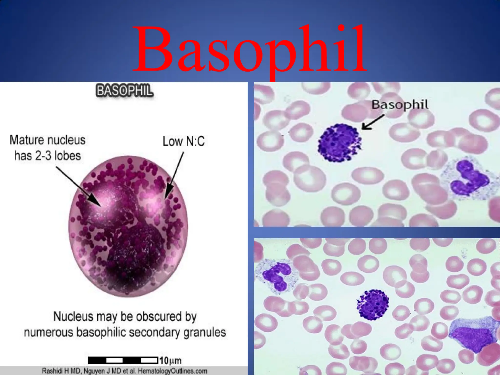 White Cell Precursors.pdf