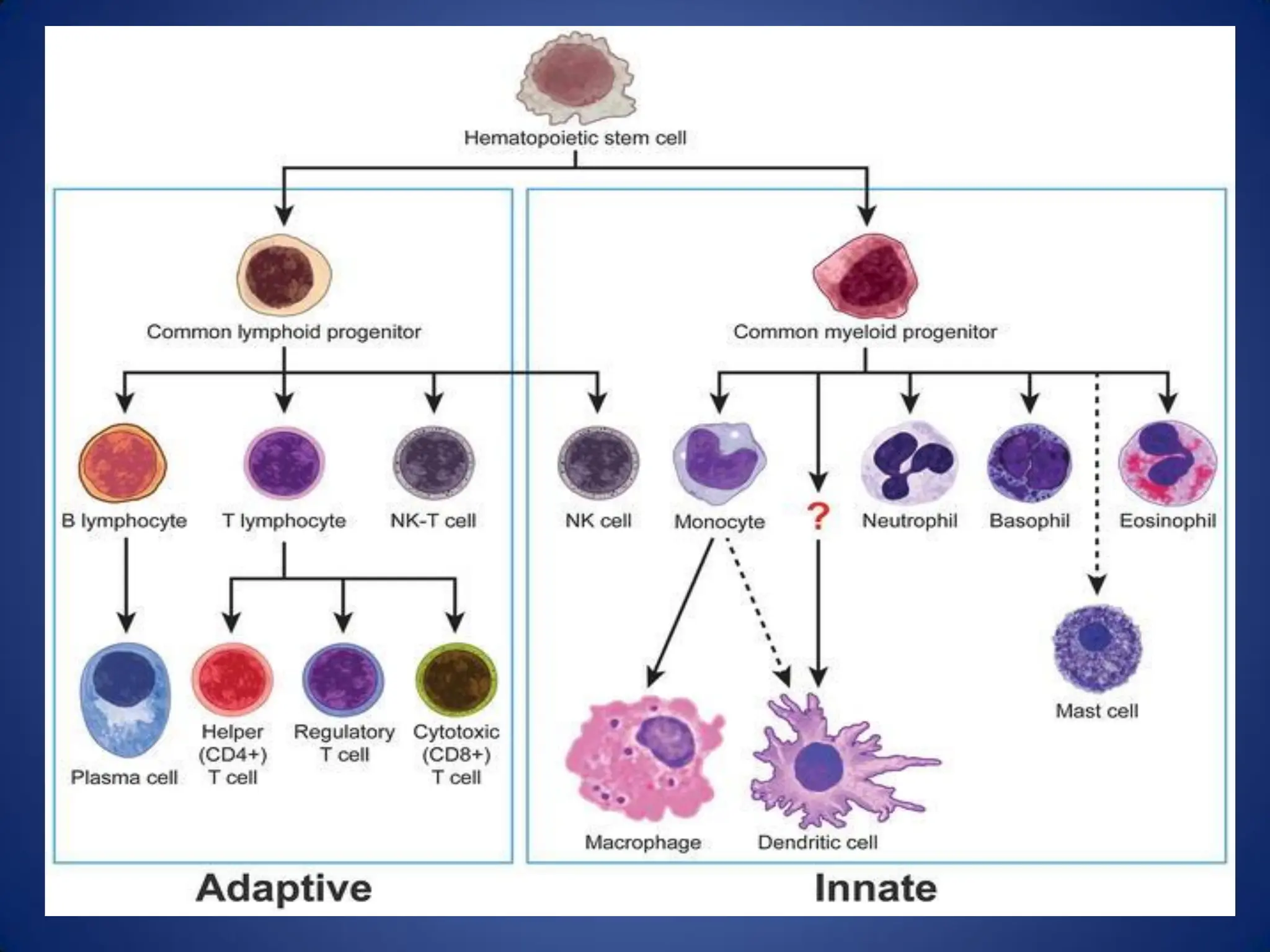 White Cell Precursors.pdf