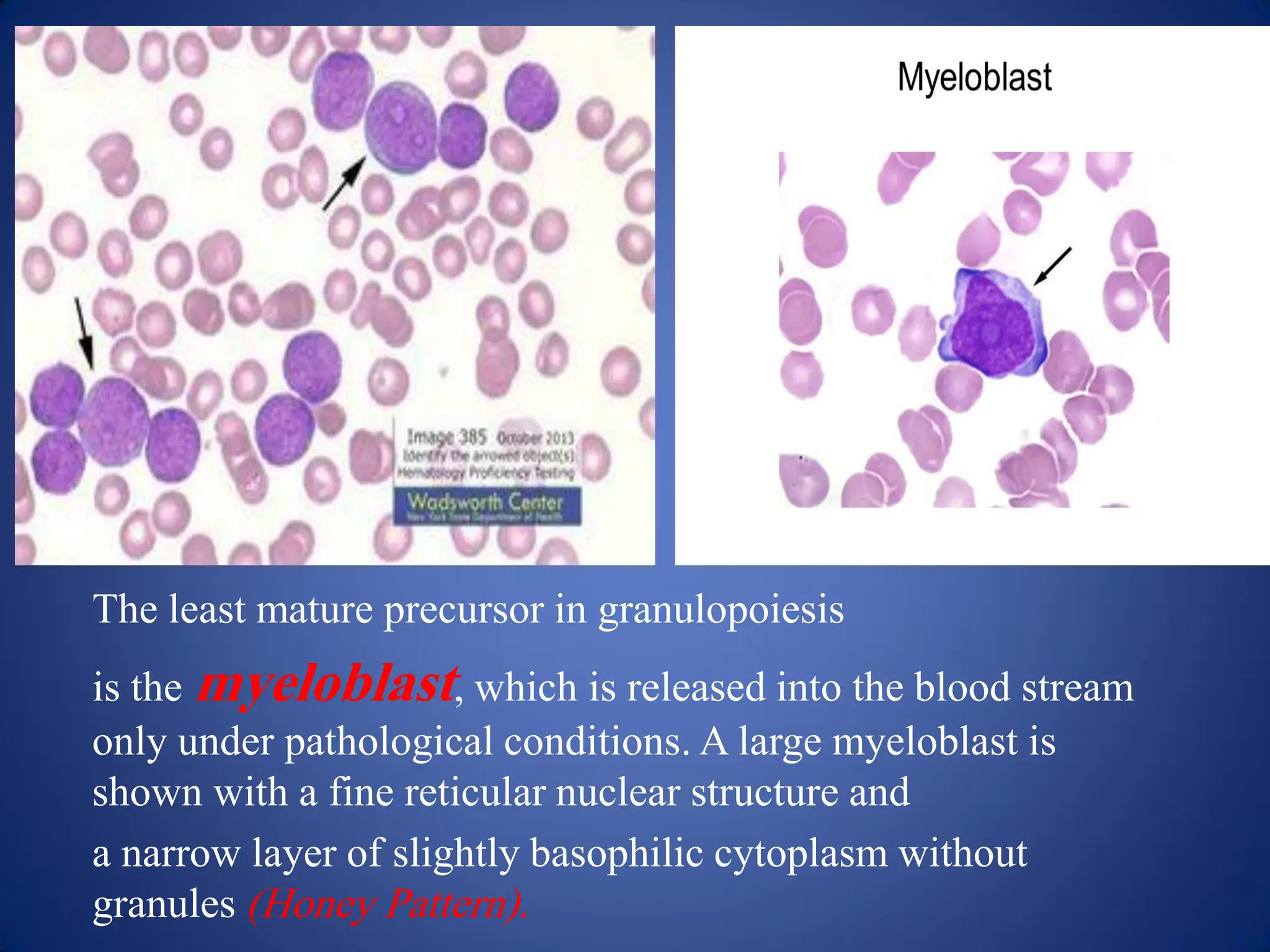 White Cell Precursors.pdf