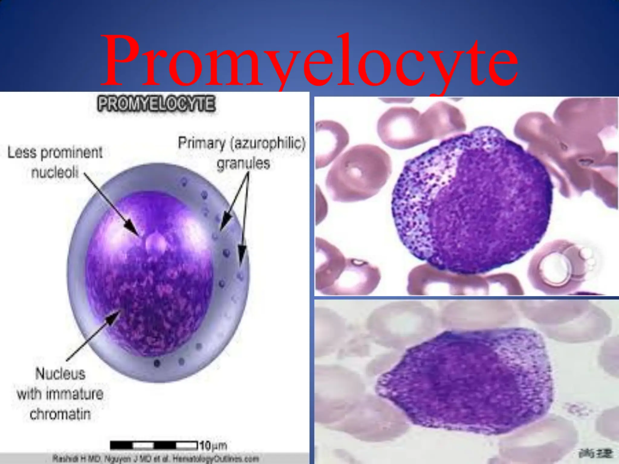 White Cell Precursors Pdf