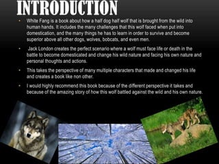 White fang.pptx