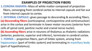 WHITE FIBERS OF CEREBRUM.pptx
