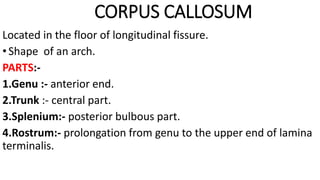 WHITE FIBERS OF CEREBRUM.pptx
