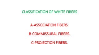 WHITE FIBERS OF CEREBRUM.pptx