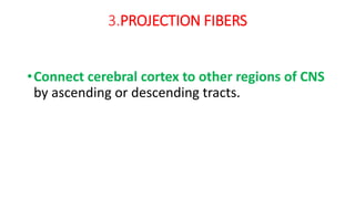 WHITE FIBERS OF CEREBRUM.pptx