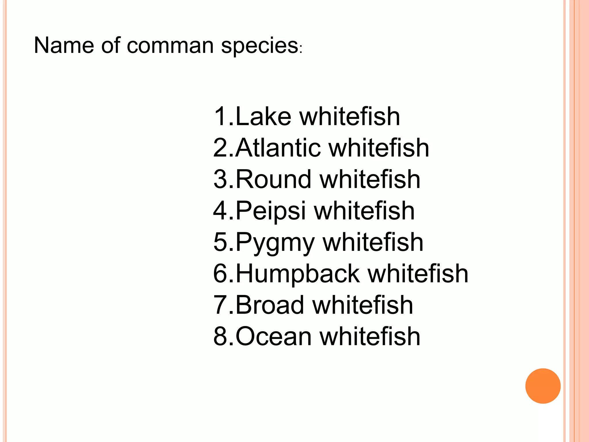 White fish fishery | PPTX