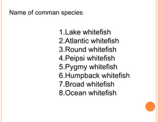 White fish fishery | PPTX