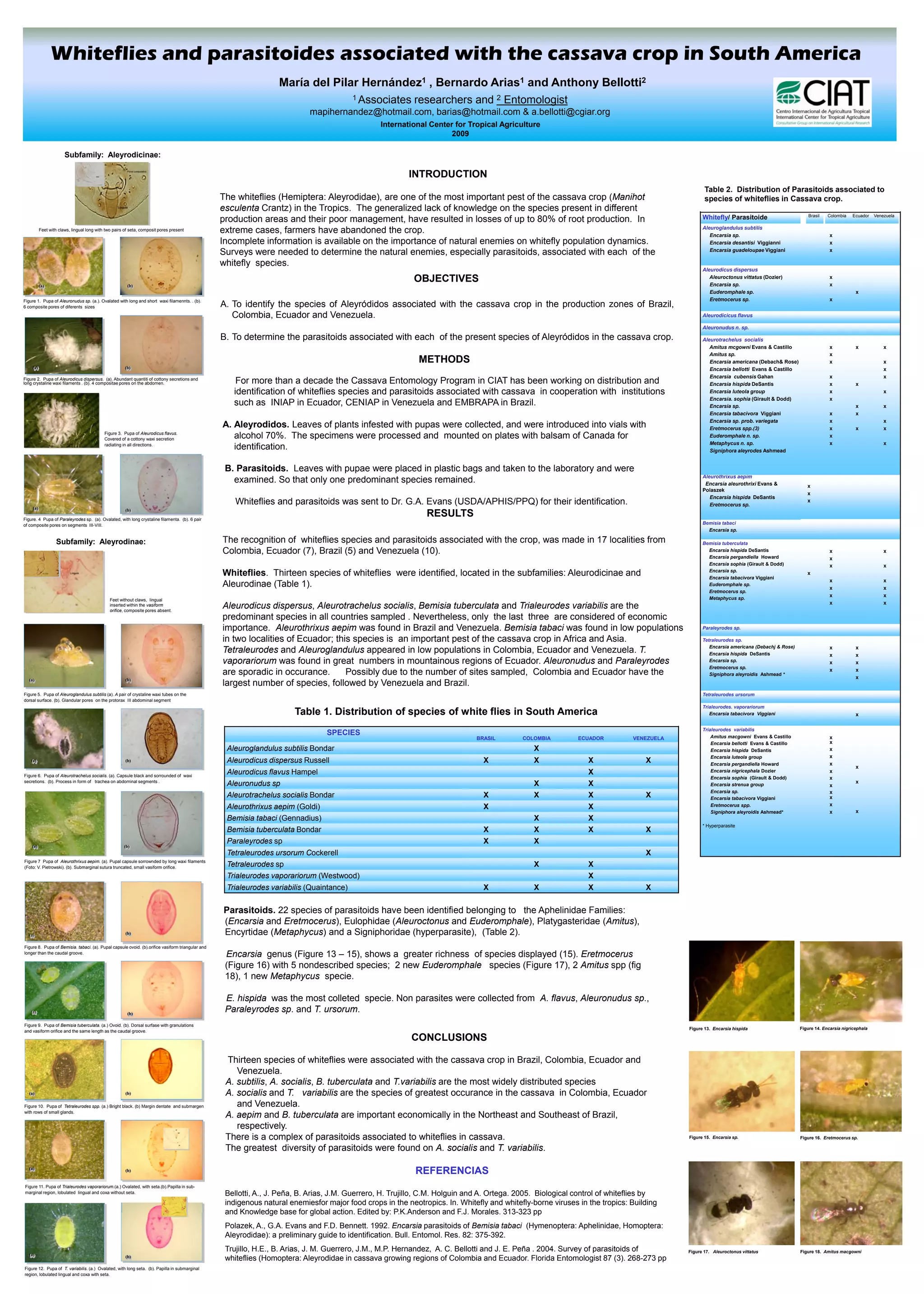 Poster26: Whiteflies and parasitoides associated with the cassaava crop in South America | PDF